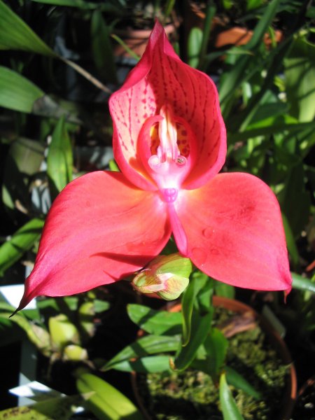 Afrika csillagai: Orchidea csodák | Balkonada