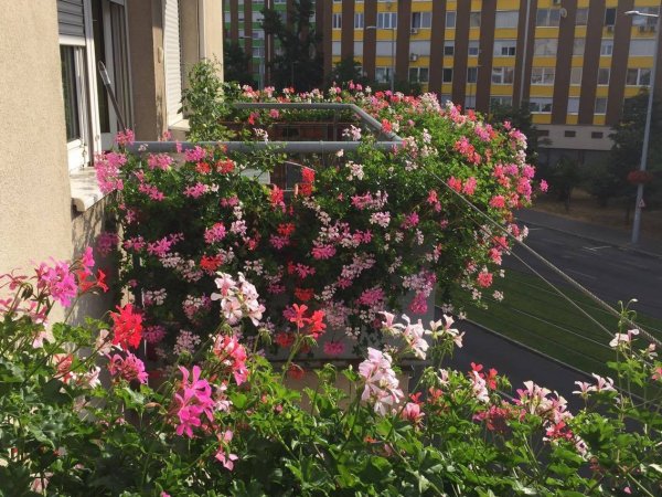 Tiroli muskátli zuhatag Kőbányán | Balkonada