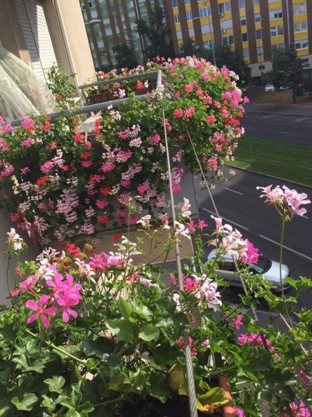 Tiroli muskátli zuhatag Kőbányán | Balkonada