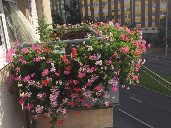 Tiroli muskátli zuhatag Kőbányán | Balkonada