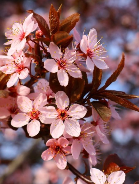 Mesébe illő virágzó fasor a Mátra lábánál | Balkonada